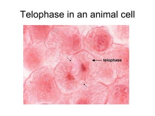 Animal Cell Mitosis