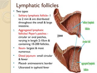 UG Anatomy syllabus PPT on Intestine.pptx