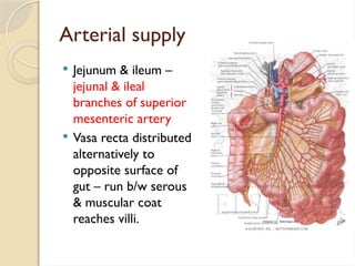 UG Anatomy syllabus PPT on Intestine.pptx