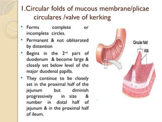 UG Anatomy syllabus PPT on Intestine.pptx