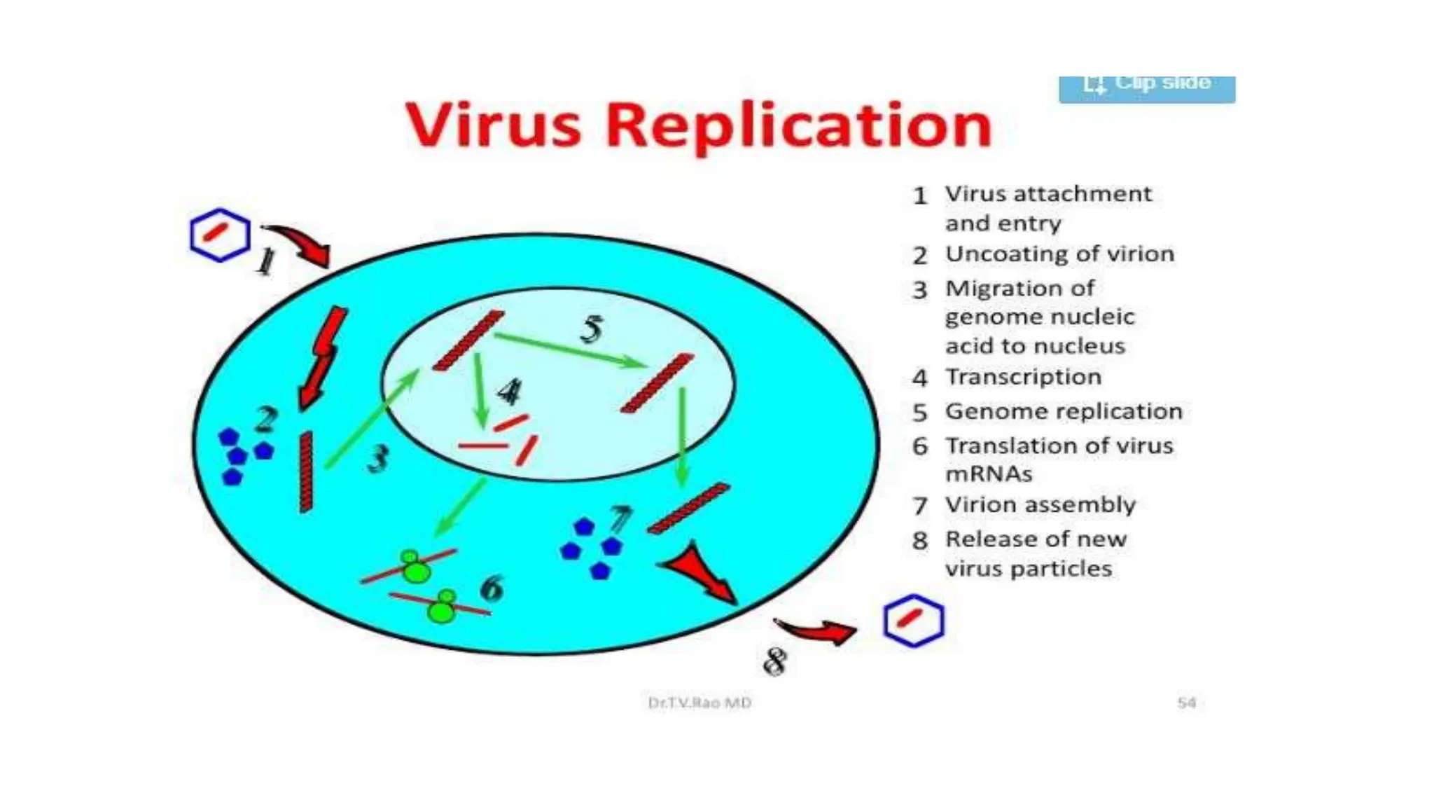 Introduction to Viruses | PPTX