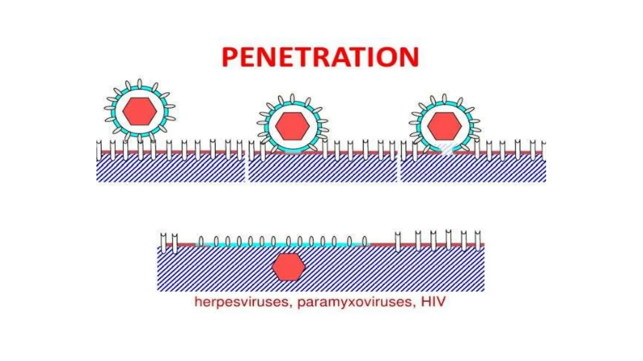 Introduction to Viruses | PPTX