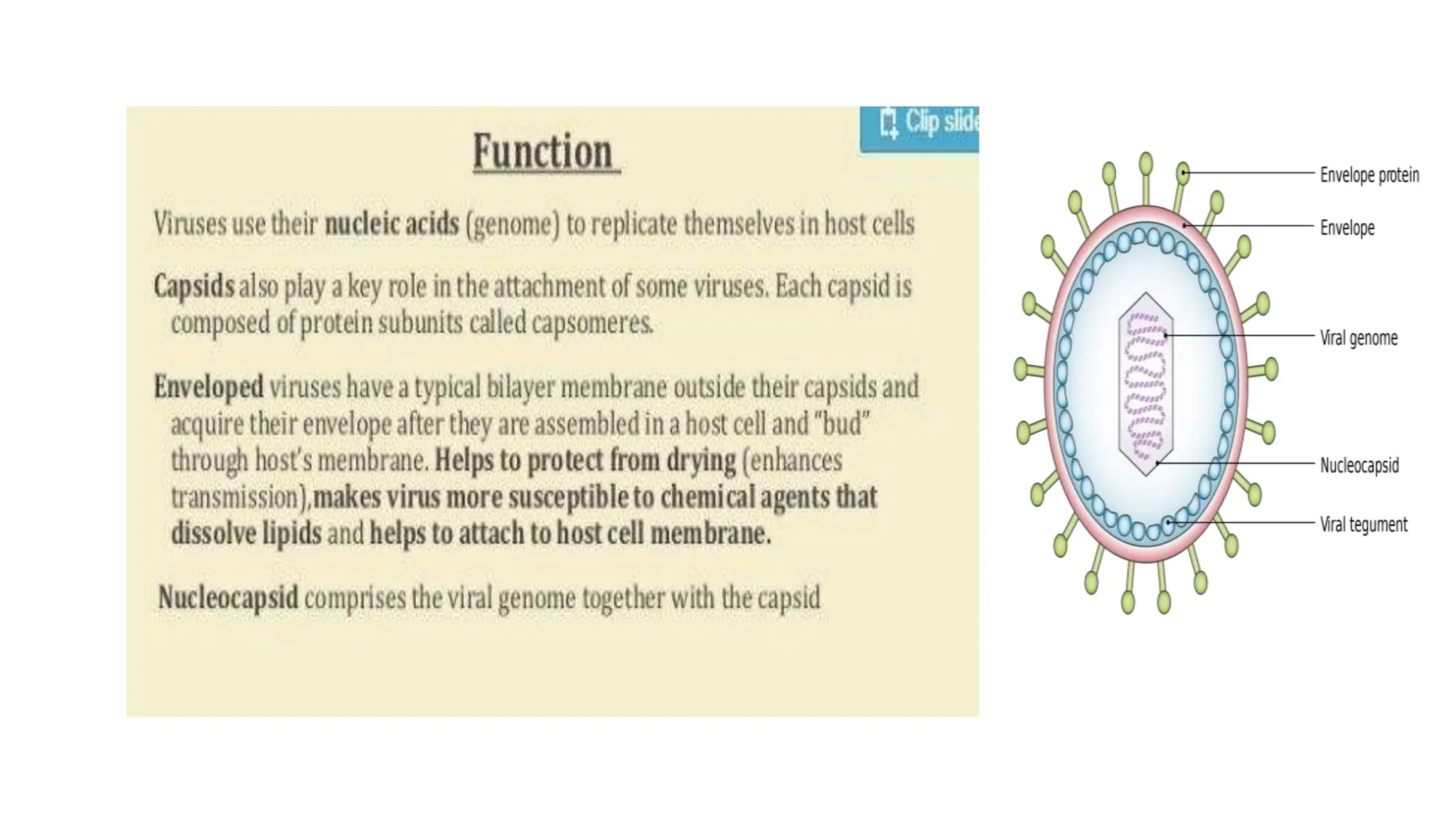 Introduction to Viruses | PPTX