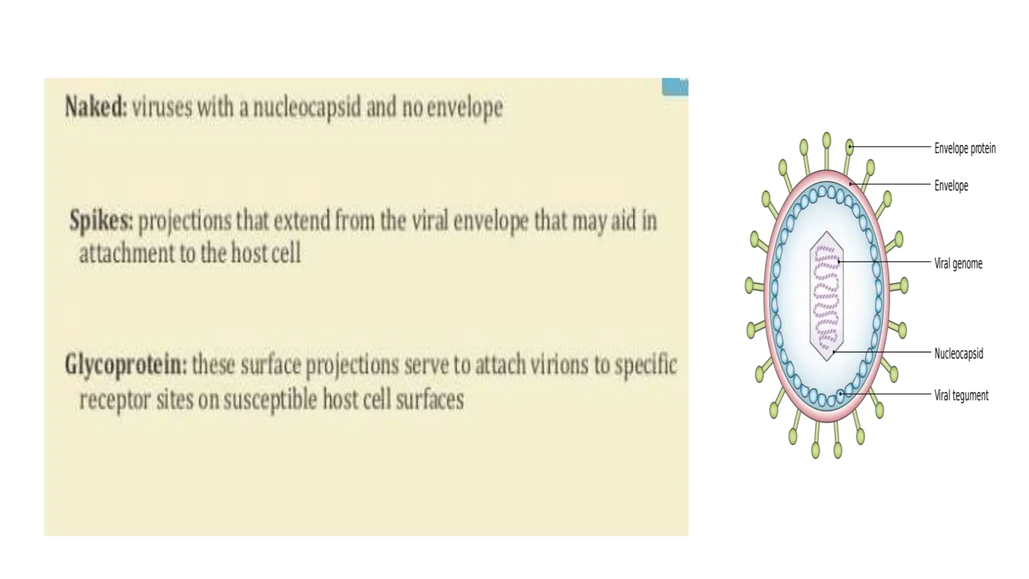 Introduction to Viruses | PPTX
