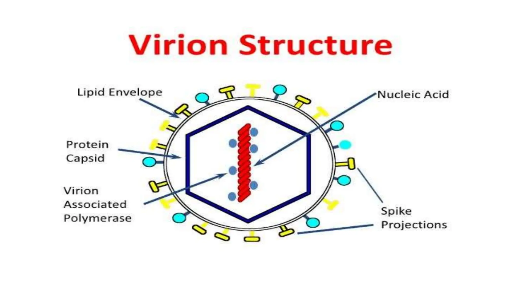 Introduction to Viruses | PPTX