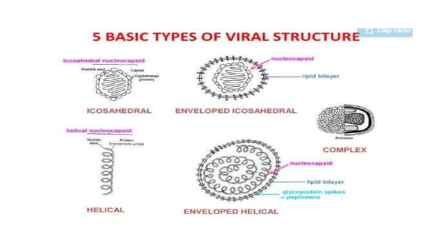 Introduction to Viruses | PPTX | Biological Sciences | Science