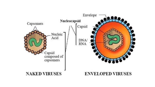 Introduction to Viruses | PPTX | Biological Sciences | Science