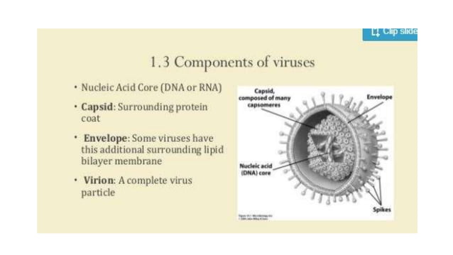 Introduction to Viruses | PPTX | Biological Sciences | Science