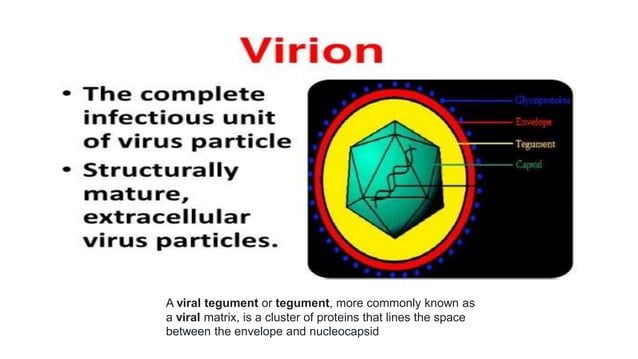 Introduction to Viruses | PPTX | Biological Sciences | Science