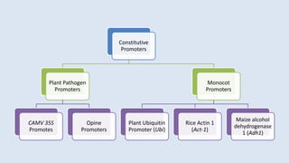 Isolation of promoters and other regularly elements | PPTX