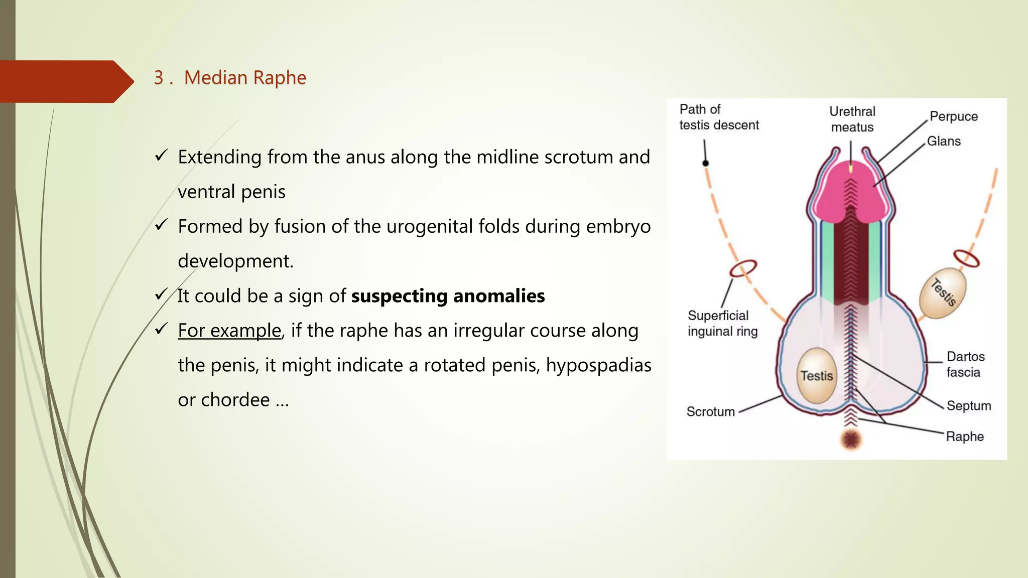 Pediatric Circumcision lecture | PPTX