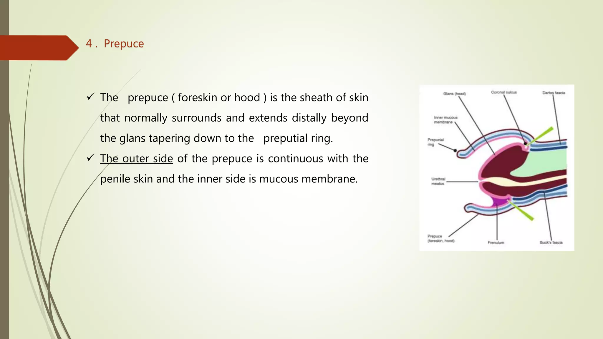Pediatric Circumcision lecture | PPTX