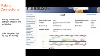 New PomBase website features | PPT