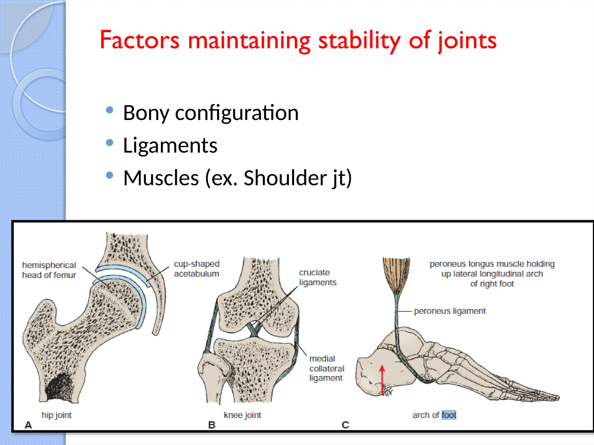 4 Joints of human body(arthrology)-general anatomy | PPT