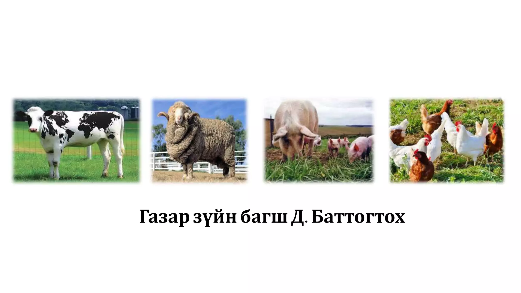 Delkhiin maa 11_angi_d.battogtokh | PPT