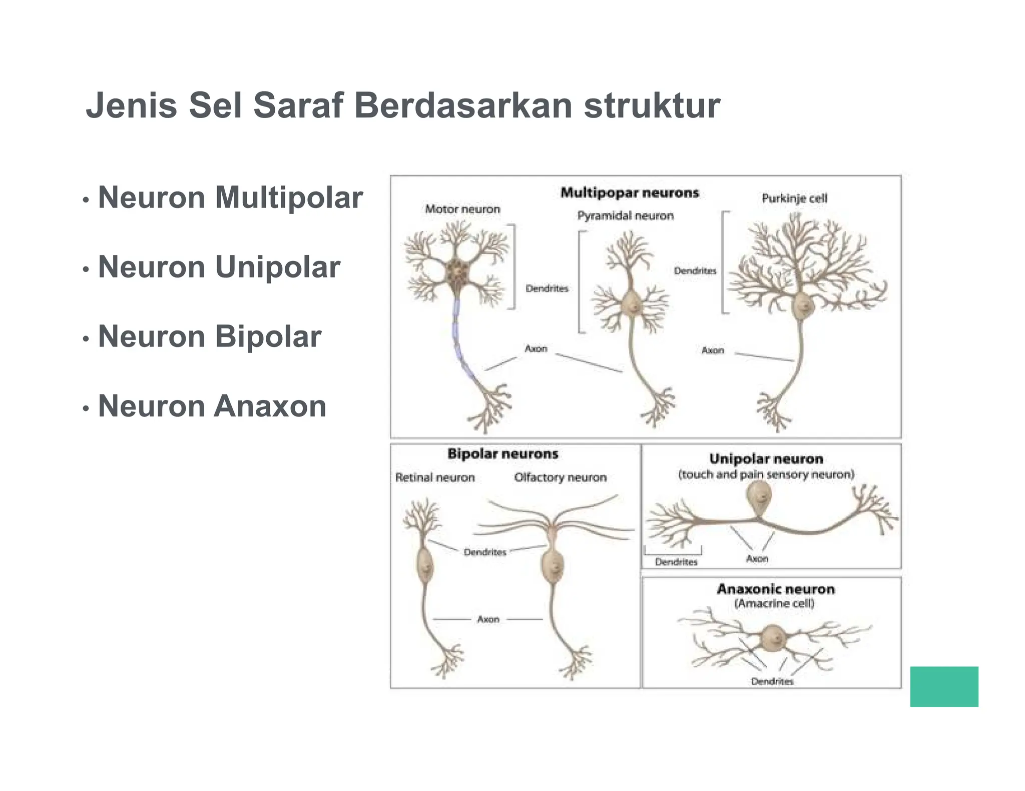 Materi_Kuliah_Anatomi_Fisiologi_Sistem_Saraf.pdf