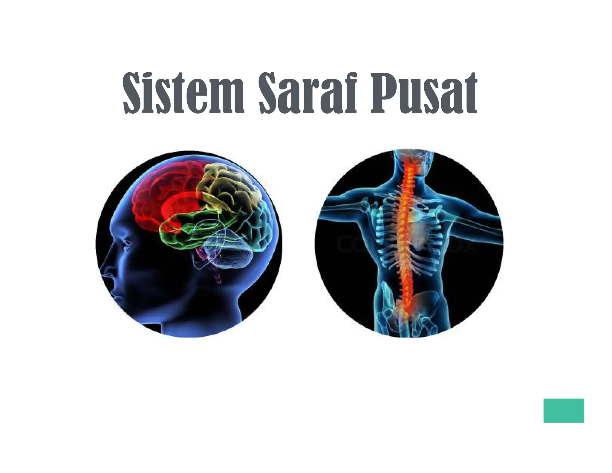 Materi_Kuliah_Anatomi_Fisiologi_Sistem_Saraf.pdf