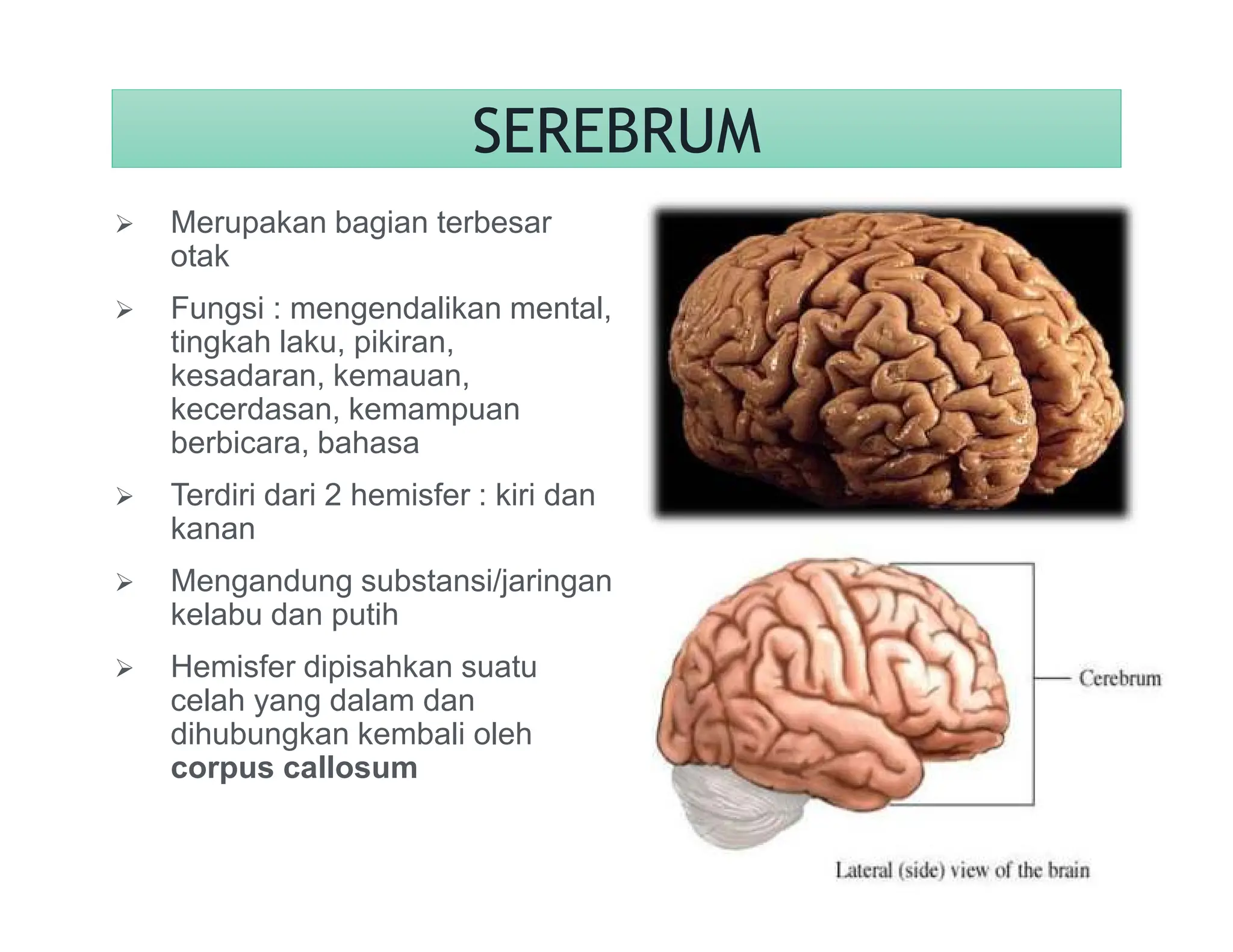 Materi_Kuliah_Anatomi_Fisiologi_Sistem_Saraf.pdf