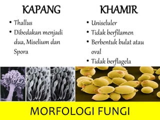 4 kelompok mikroorganisme 2 | PPTX