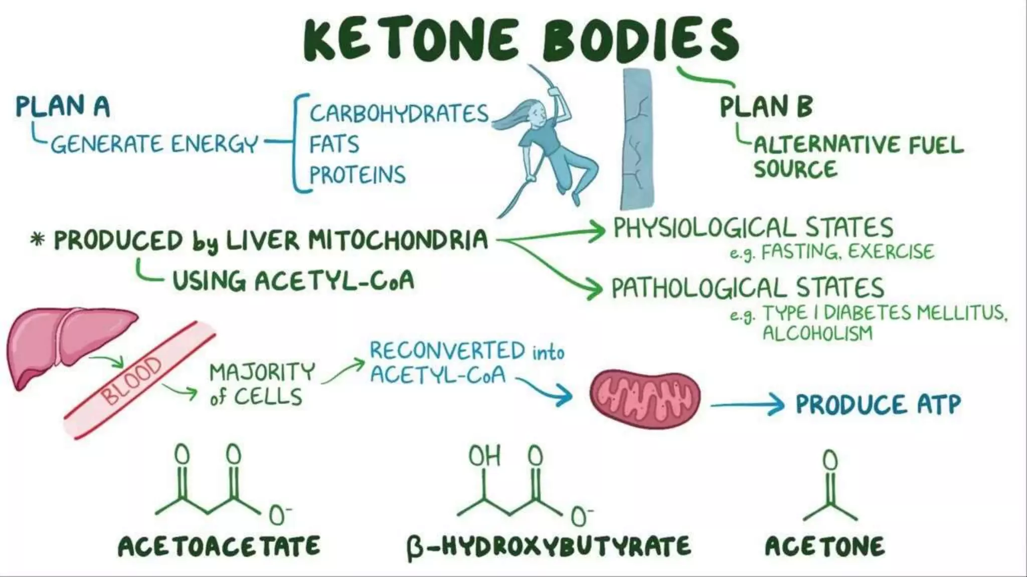 4 Ketone body metabolism.ppt