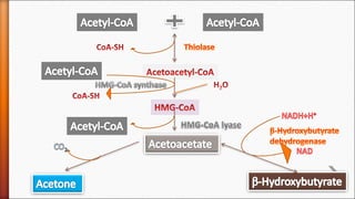 4 Ketone body metabolism.ppt
