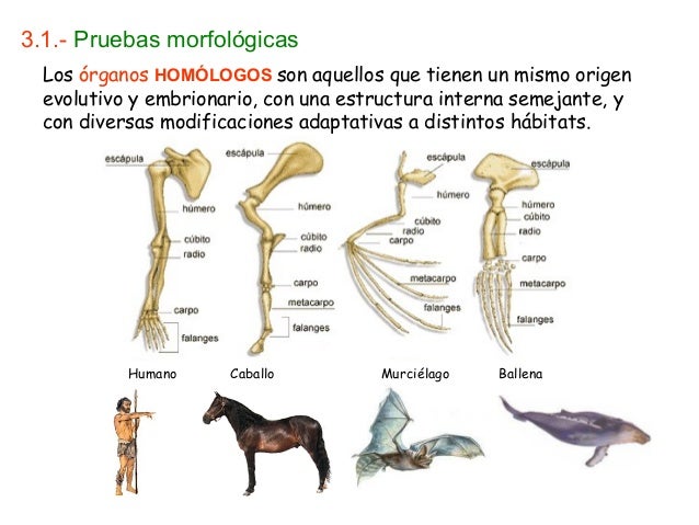 Presentación Tema 5. Evolución II