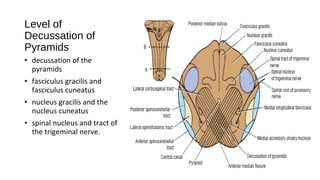 Functional anatomy of brainstem and clinical correlates | PPT