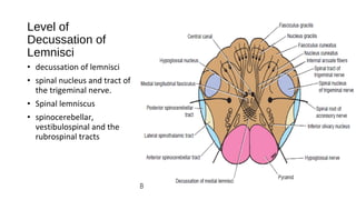 Functional anatomy of brainstem and clinical correlates | PPT