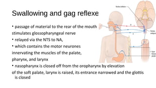 Functional anatomy of brainstem and clinical correlates | PPT
