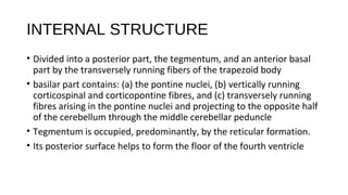 Functional anatomy of brainstem and clinical correlates | PPT