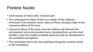 Functional anatomy of brainstem and clinical correlates | PPT