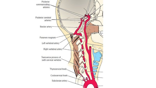 Functional anatomy of brainstem and clinical correlates | PPT | Brain ...