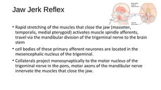 Functional anatomy of brainstem and clinical correlates | PPT