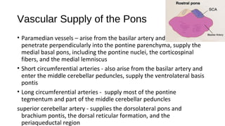 Functional anatomy of brainstem and clinical correlates | PPT