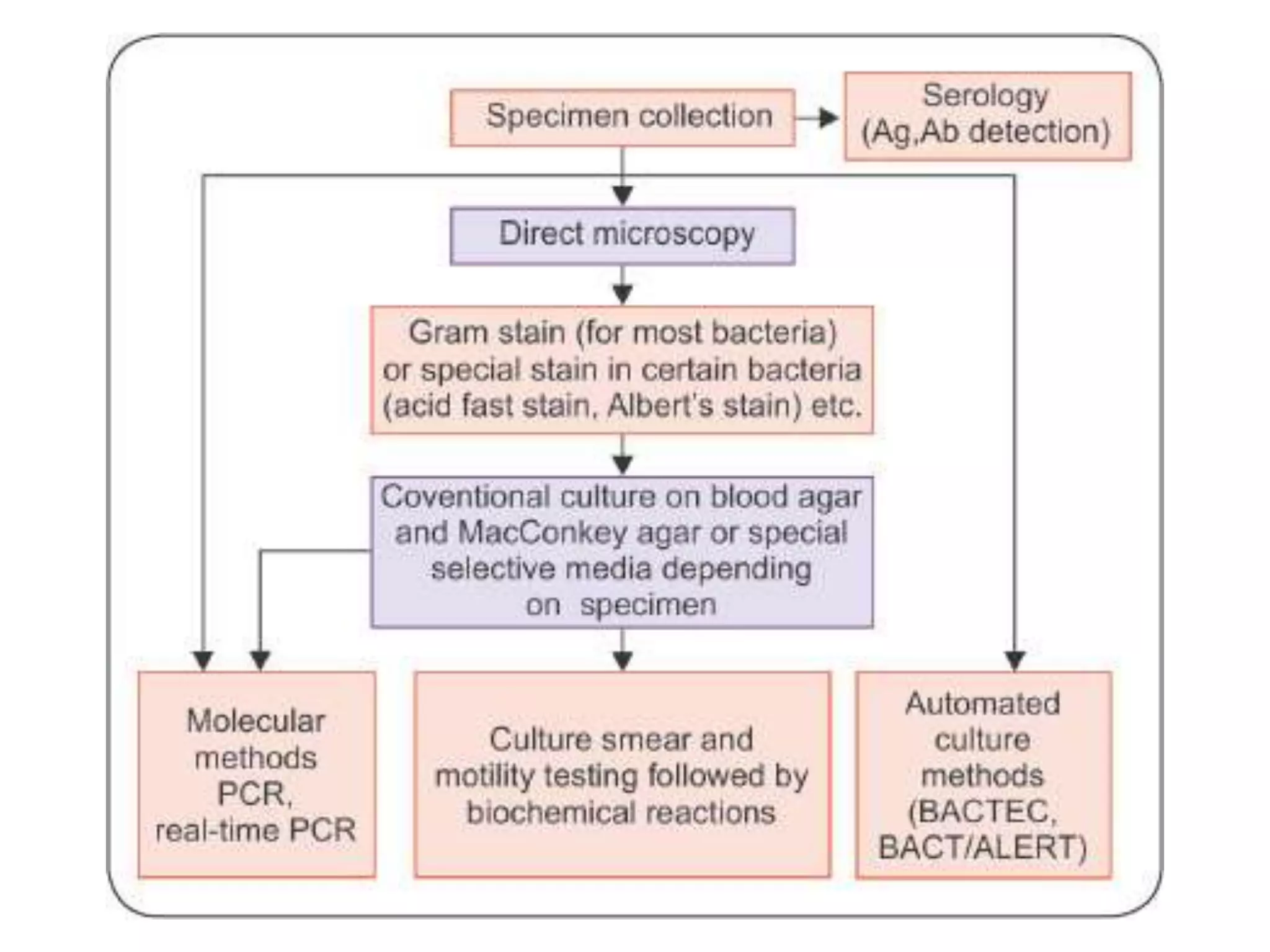 4. Laboratory methods for identification of microorganisms (Microbiology) | PPTX