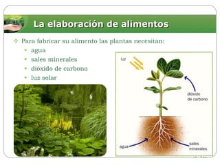 las plantas | PDF