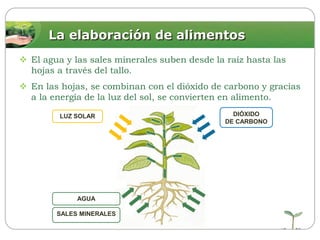 las plantas | PDF