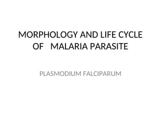 Malaria life cycle. DETAILED FOR AN UNDERGRADUATE STUDENTT | PPT