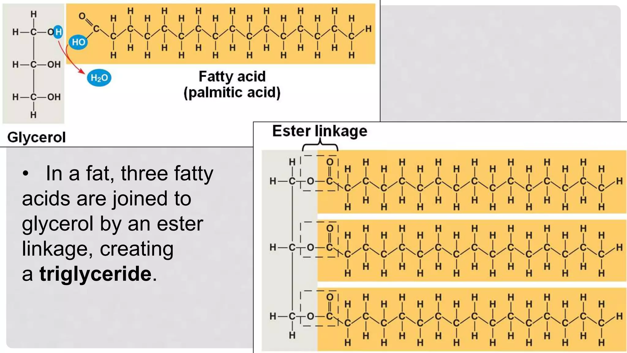 AS Biology- Lipids | PPTX
