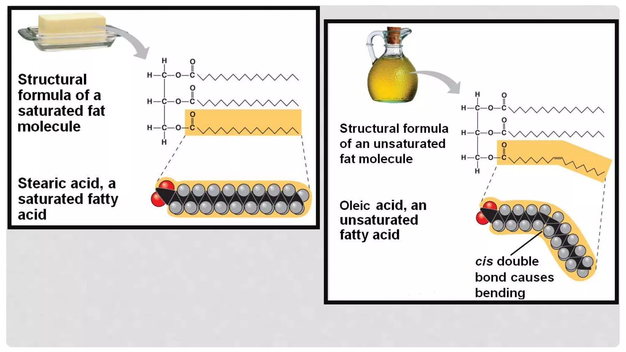 AS Biology- Lipids | PPTX