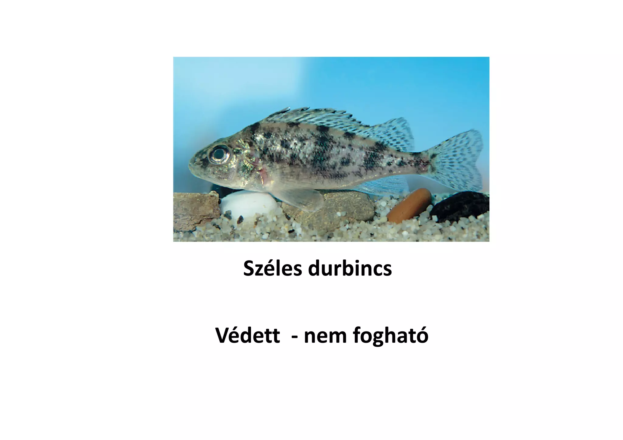 Vedett halfajok | PDF