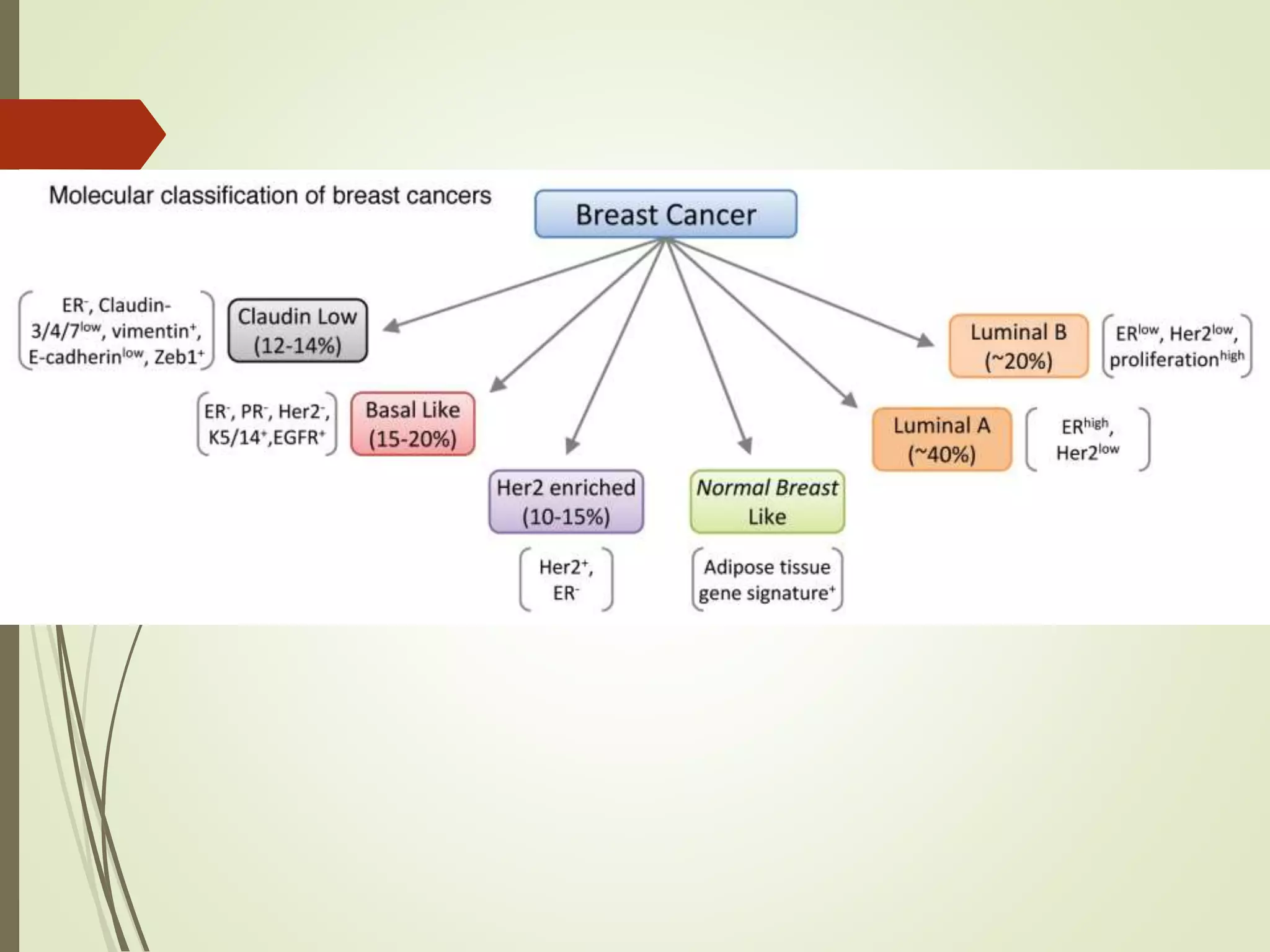 4 luminal b abc with et with ct | PPTX