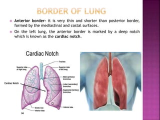 lungs anatomy | PPTX