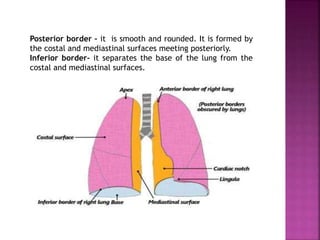 lungs anatomy | PPTX