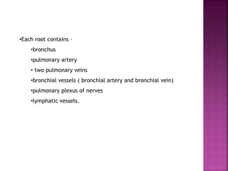 lungs anatomy | PPTX