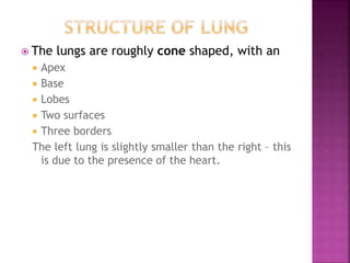 lungs anatomy | PPTX