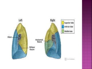 The Lungs Position Structure TeachMeAnatomy