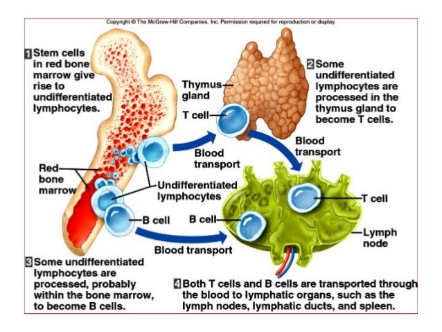 Lymphatic system
