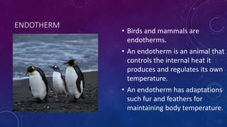 Introduction to Animals | PPTX