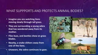 Introduction to Animals | PPTX